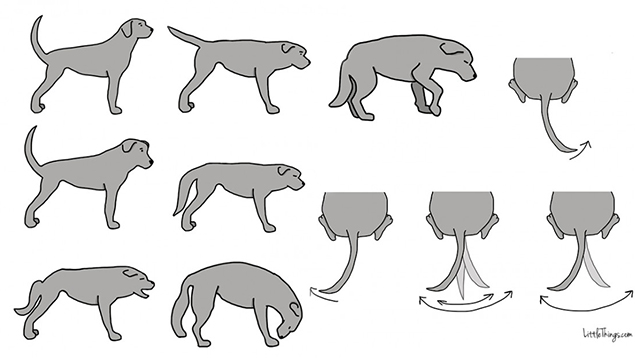 What Your Dog’s Tail Reveals About Them