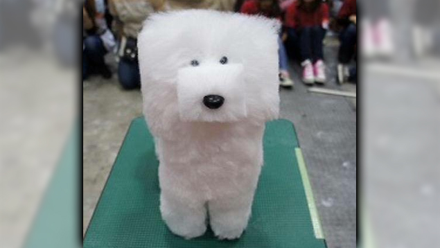 Square-Faced Dogs Are Now A Thing In Taiwan