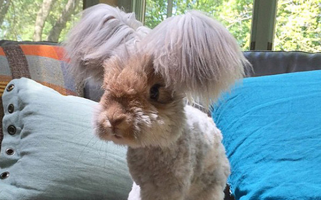 Meet Wally: The Rabbit With Big Wing-Like Ears