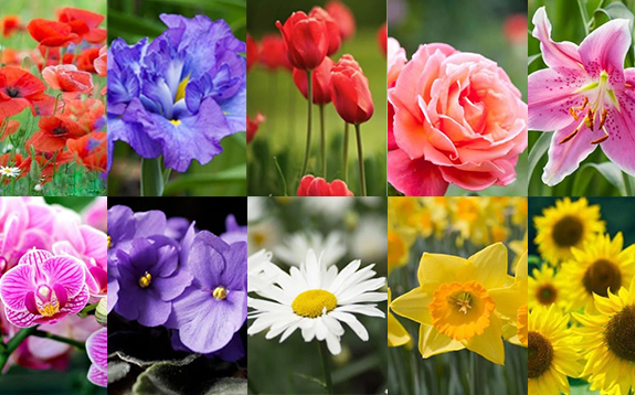 What Your Favourite Flower Reveals About You