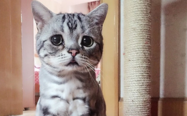 This May Be This Cutest, Saddest Cat Ever
