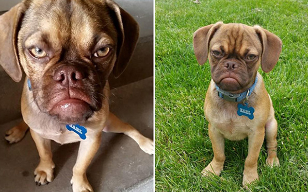 Meet Earl The Grumpy Dog