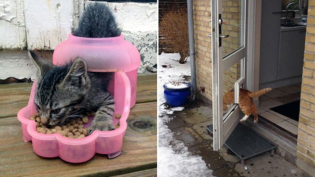 Hilarious Examples of Cat Logic