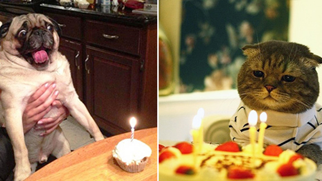 Pets Celebrating Their Birthdays