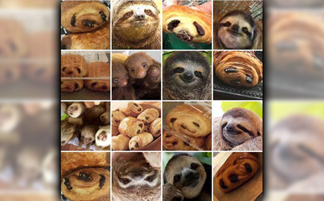 Animal Or Food? These 'Animals That Look Like Food' Memes Are Sweeping ...