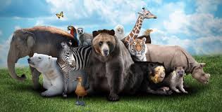 25 Animals That Are Larger Than You Think