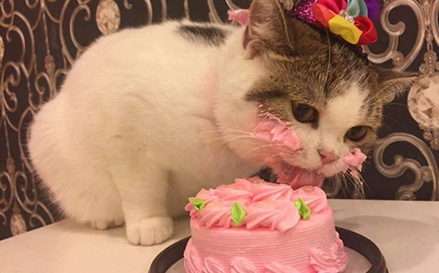 This Cat Eating A Cake On His Birthday Is Hilariously Adorable
