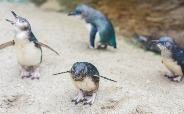 New Zealand Aquarium goes viral with their "Naughtiest Penguin Of The ...
