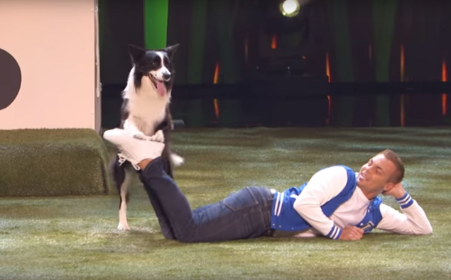Falco the Border Collie wows America's Got Talent judges with another ...
