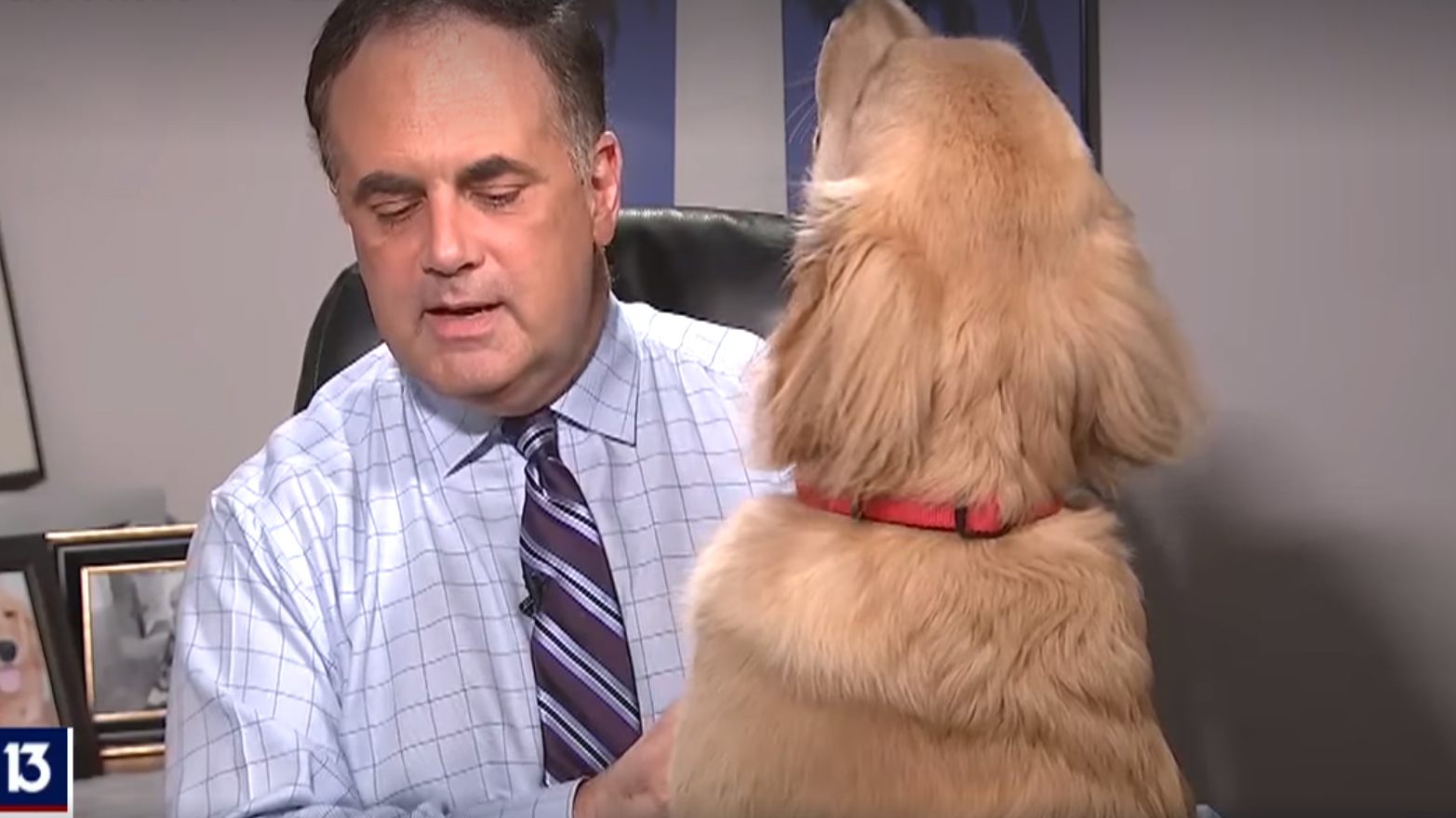 American TV reporter hilariously interrupted by his pet dog during a ...